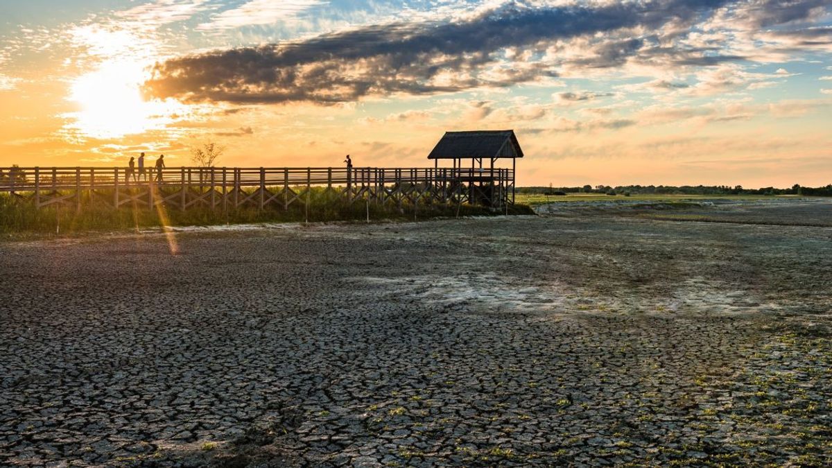 Elszomorító a helyzet: kiszáradt a mórahalmi Bivalyrezervátum tava ...