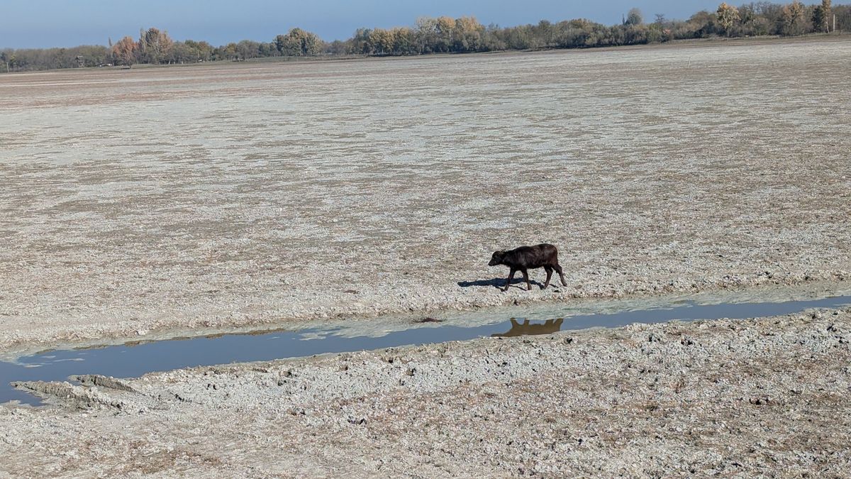 Jobban kiszáradt a bivalyrezervátum, mint a kánikulák idején +képek ...